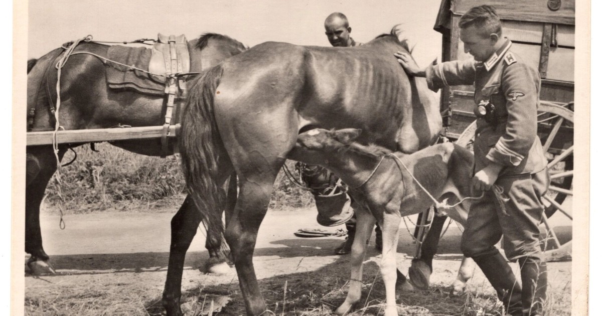 SS Speiss w/ Horses Postcard